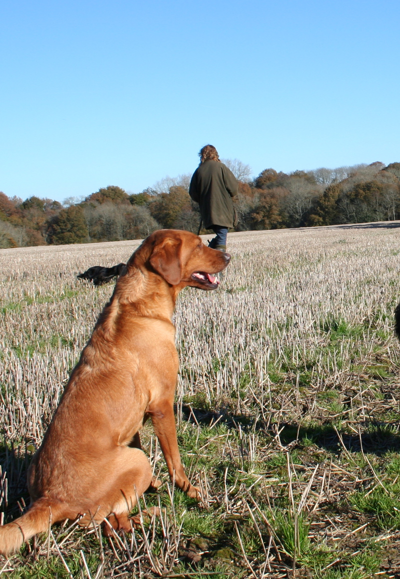 working-labrador - Totally Gundogs