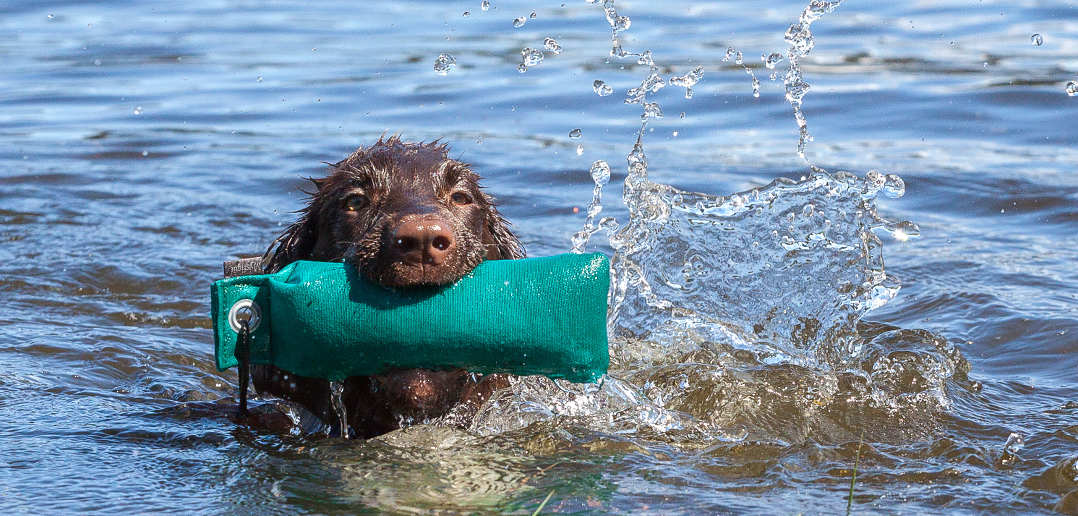 The pet gundog - Totally Gundogs
